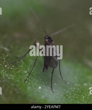 Fungus Gnats and Gall Midges (Sciaroidea Stock Photo - Alamy