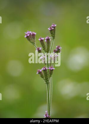 purpletop vervain (Verbena incompta Stock Photo - Alamy