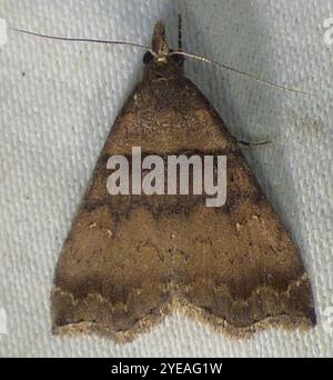 Ambiguous Moth (Lascoria ambigualis Stock Photo - Alamy