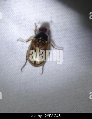 Pale and Green Leaf Chafers (Anomala Stock Photo - Alamy