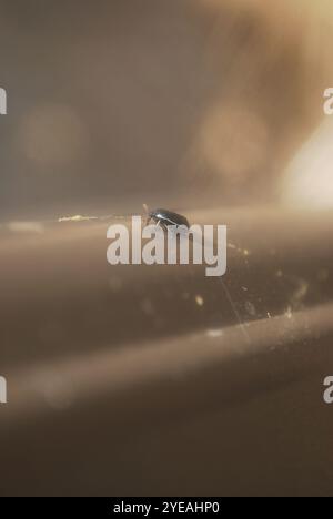 White-margined Burrower Bug (Sehirus cinctus) Insecta Stock Photo - Alamy