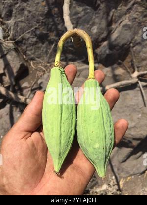 Mountain papaya (Vasconcellea candicans Stock Photo - Alamy