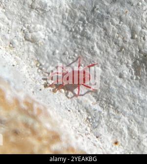 Sidewalk Mites (Balaustium Stock Photo - Alamy