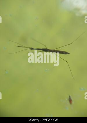 Common Water Measurer (Hydrometra stagnorum) Insecta Stock Photo - Alamy