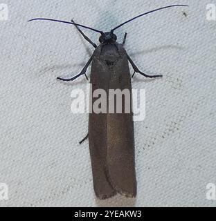 Bumelia Webworm Moth (Urodus parvula) Insecta Stock Photo - Alamy