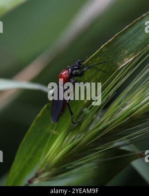Garden March Fly (Bibio hortulanus), Insecta, S2, Vienna, Vienna, AT ...