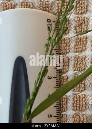 panic veldtgrass (Ehrharta erecta Stock Photo - Alamy