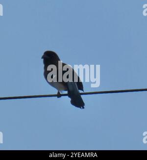 Taiwan Gray Treepie (Dendrocitta formosae formosae), Aves, 台灣台北 Stock ...