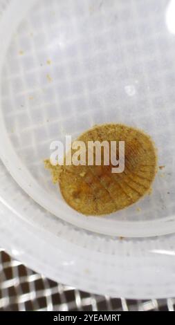 Herrick's Water Penny Beetle (Psephenus herricki Stock Photo - Alamy