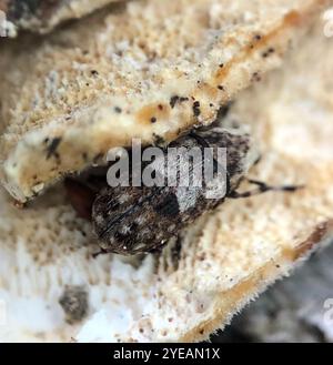 Marbled Fungus Weevil (Euparius marmoreus Stock Photo - Alamy
