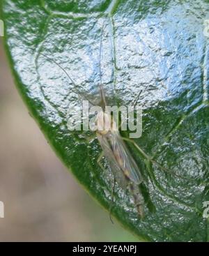 New Zealand Midge (Chironomus zealandicus Stock Photo - Alamy