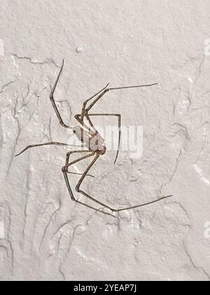 Spitting Spiders (Scytodidae Stock Photo - Alamy