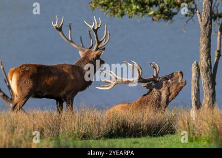 Red deer roaring on field in summertime golden hour Stock Photo - Alamy