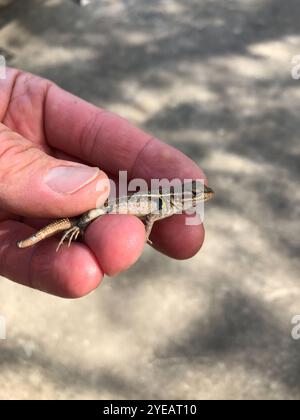 Rose-bellied Lizard (Sceloporus variabilis Stock Photo - Alamy