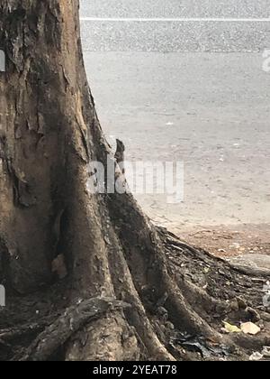 Myanmar Blue Crested Lizard (Calotes mystaceus), Reptilia, People's ...