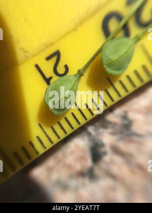garlic penny-cress (Mummenhoffia alliacea Stock Photo - Alamy