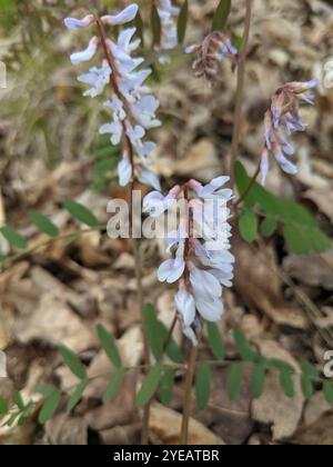 Carolina Vetch (Vicia caroliniana Stock Photo - Alamy