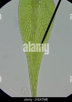 creeping feather-moss (Amblystegium serpens Stock Photo - Alamy