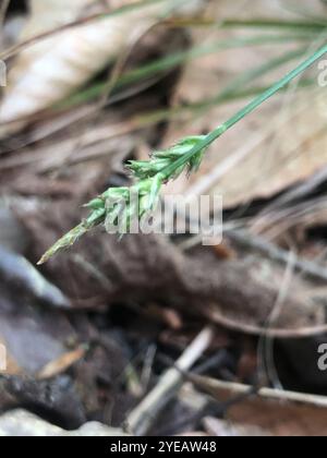 Slender Oak Sedge (Carex albicans australis Stock Photo - Alamy