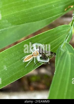 White-jawed Jumping Spider (Hentzia mitrata Stock Photo - Alamy