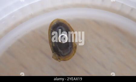 Freshwater Limpets (Ancylinae Stock Photo - Alamy