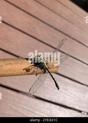 Pacific Clubtail (Phanogomphus kurilis Stock Photo - Alamy