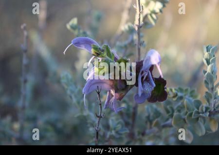 African Blue Sage (Salvia africana Stock Photo - Alamy