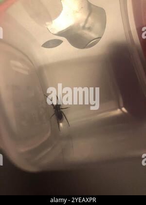 Wolf Spiders and Allies (Lycosoidea Stock Photo - Alamy