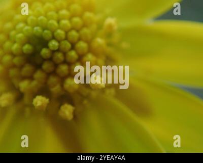 spring gold (Crocidium multicaule Stock Photo - Alamy