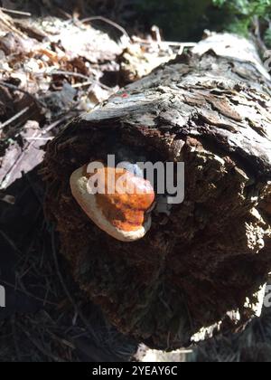 Northern Red Belt (Fomitopsis mounceae Stock Photo - Alamy