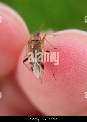 handsome plant bug (Harpocera thoracica Stock Photo - Alamy