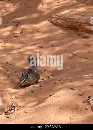 Cliff Chipmunk (Neotamias dorsalis Stock Photo - Alamy