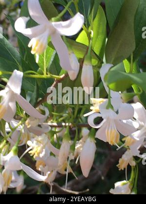 American Snowbell (Styrax americanus Stock Photo - Alamy