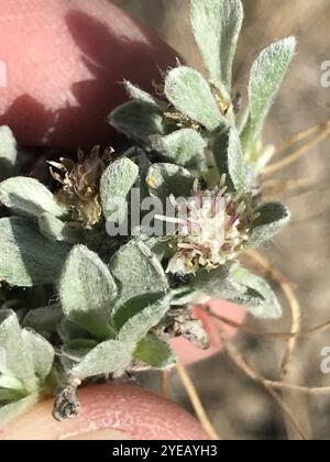 Low Pussytoes (Antennaria dimorpha Stock Photo - Alamy