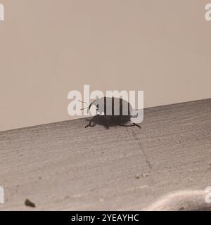 Thistle Crown Weevil (Trichosirocalus horridus Stock Photo - Alamy