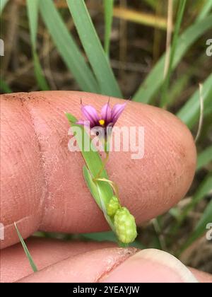 Dwarf Blue-eyed Grass (Sisyrinchium minus) Plantae Stock Photo - Alamy