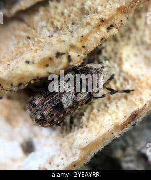 Marbled Fungus Weevil (Euparius marmoreus Stock Photo - Alamy