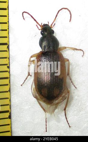 Vivid Metallic Ground Beetles (Chlaenius) Insecta Stock Photo - Alamy