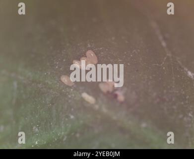 Barklice, Booklice, and Parasitic Lice (Psocodea) Insecta Stock Photo ...