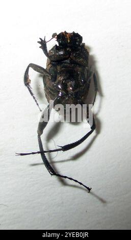 Spider Dung Beetles (Sisyphus Stock Photo - Alamy