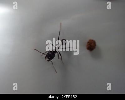 Andre's Harvester Ant (Veromessor andrei Stock Photo - Alamy