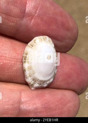Rough Keyhole Limpet (Diodora aspera) Mollusca Stock Photo - Alamy