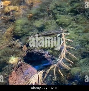 Least Killifish (Heterandria formosa Stock Photo - Alamy