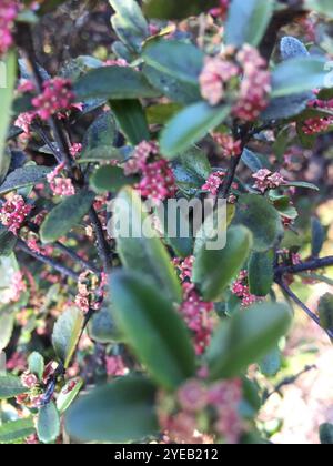 Oregon Boxwood (Paxistima myrsinites Stock Photo - Alamy