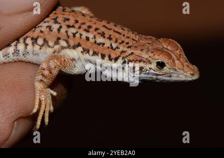 Spotted Desert Lizard (Meroles suborbitalis Stock Photo - Alamy