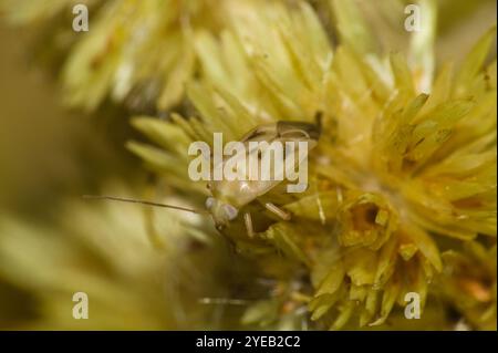 Broken-backed Bug (Taylorilygus apicalis Stock Photo - Alamy