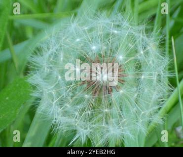 red-seeded dandelion (Taraxacum erythrospermum) Plantae Stock Photo - Alamy