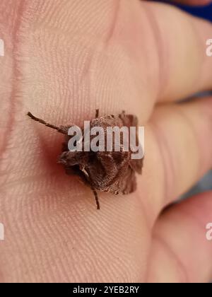 Red Chestnut (Cerastis rubricosa Stock Photo - Alamy