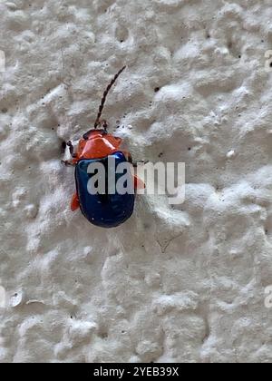Shiny Flea Beetle (Asphaera lustrans Stock Photo - Alamy