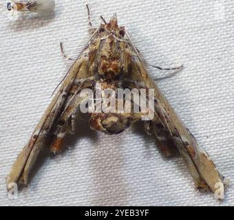 Light Marathyssa Moth (Marathyssa basalis Stock Photo - Alamy